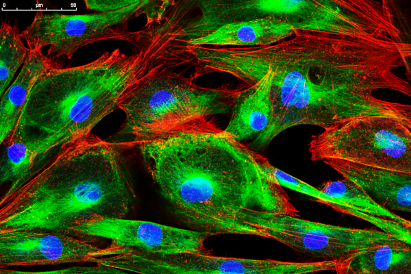 Raster graphics tools - Data Science Workbook